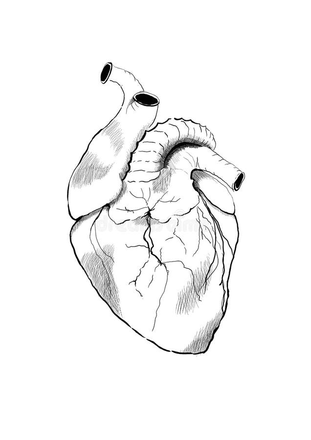 Hand Drowing Original Anatomic Heart Izolated on White Background Stock ...