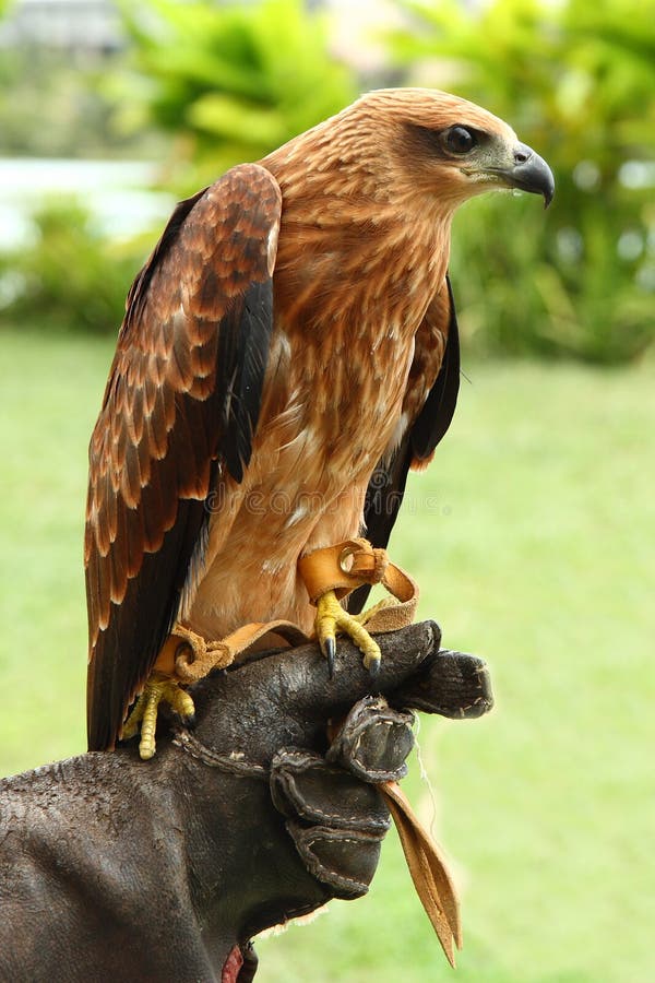Watchful Eagles stock photo. Image of beacon, america - 34430796