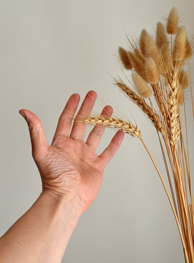 Hand and ear stock photo. Image of food, hunger, hands - 35582724