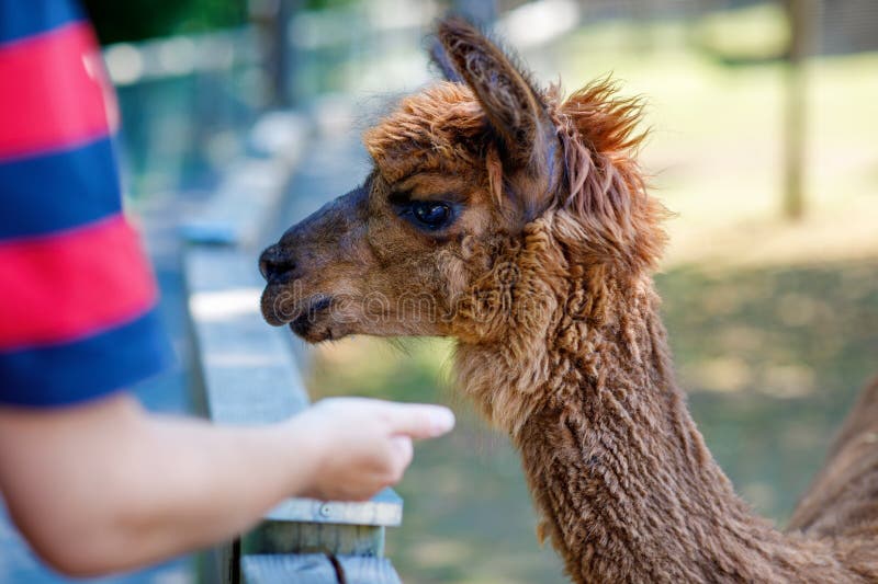 The Hand of an Elderly Man Feeding Alpaca from His Hands at the Petting ...