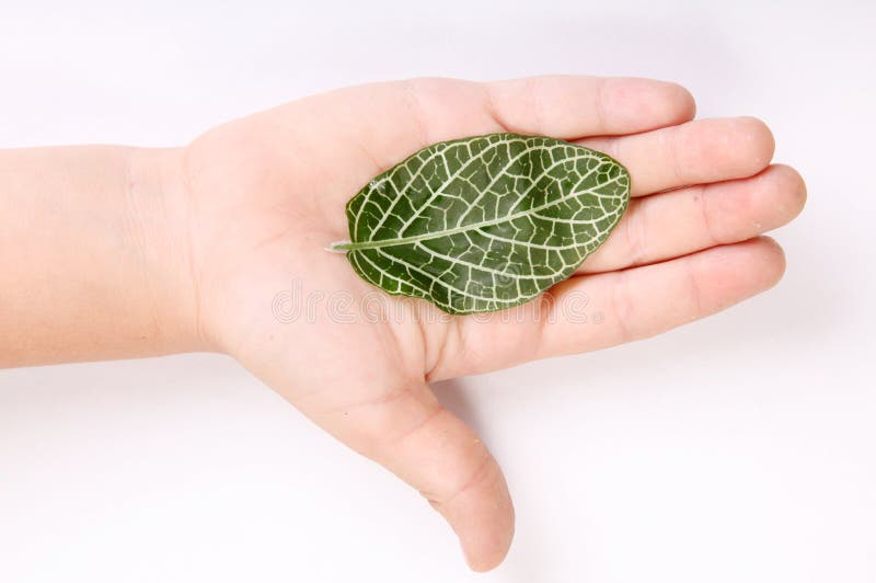 Hand en aard stock foto. Image of macro, groei, harmonie - 13957388