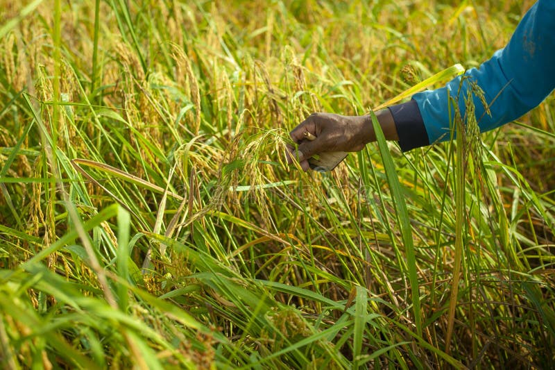 Hand Farmer Harvesting Rice Stock Image - Image of life, farming: 132704579
