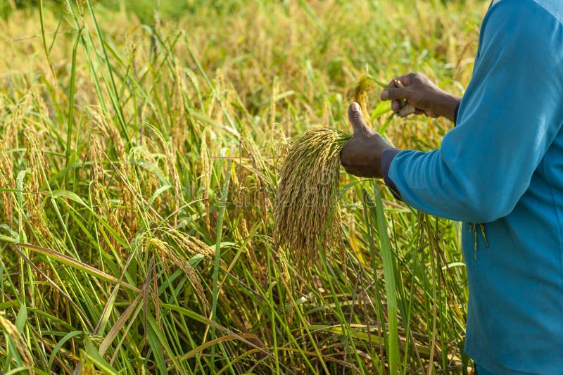 Hand Farmer Harvesting Rice Stock Image - Image of outdoor, life: 132704607