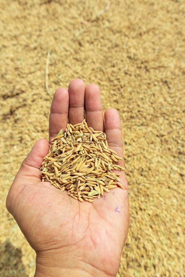 Hand Farmer Holding Rice Grains. Stock Photo - Image of holding ...