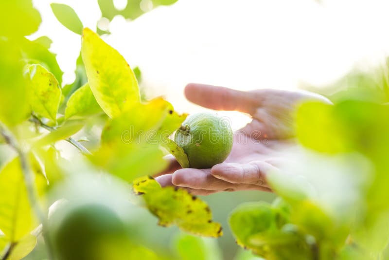 Hand Farmer Pick Lemon from Lemon Tree in the Morning. Stock Image ...