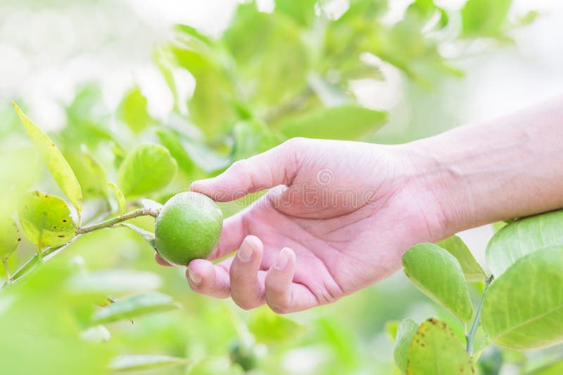 Pick a Lemon stock image. Image of chosen, yellow, citrus - 552845