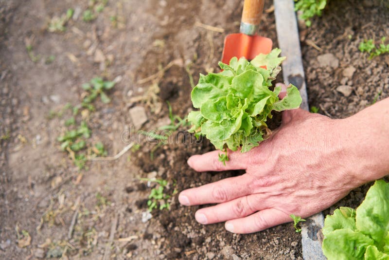 Hand of Farmer Planting Crop into Soil in Farm Stock Photo - Image of ...