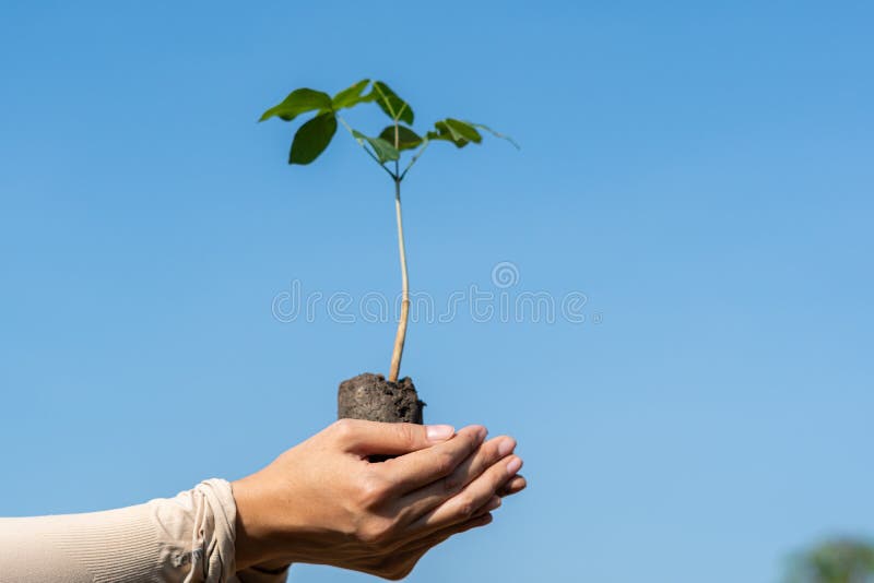 The Hand of the Farmer are Planting the Tree Stock Image - Image of ...