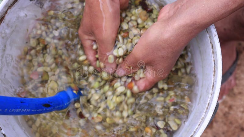 Farmer Washing Milking System in Technological Farm Using Hose. Dairy ...