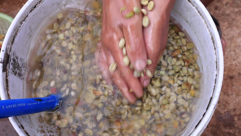 Hand of Farmer Washing Coffee Beans. Stock Video - Video of abundance ...