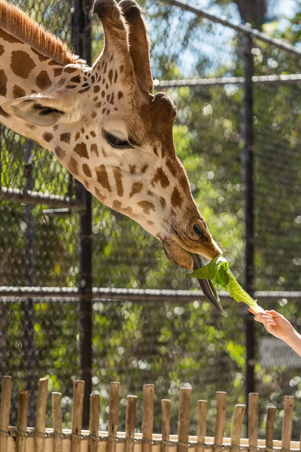 Hand Fed Giraffe stock photo. Image of lettuce, tongue - 29069184