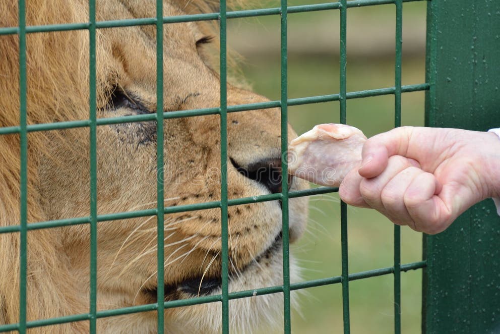 Hand fed lion stock photo. Image of conservation, meat - 26460788