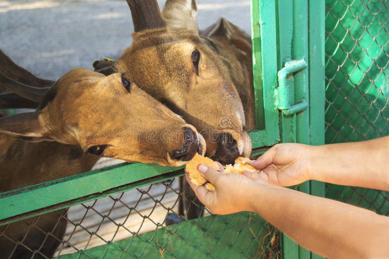 Feeding a deer stock image. Image of captivity, fence - 98873145