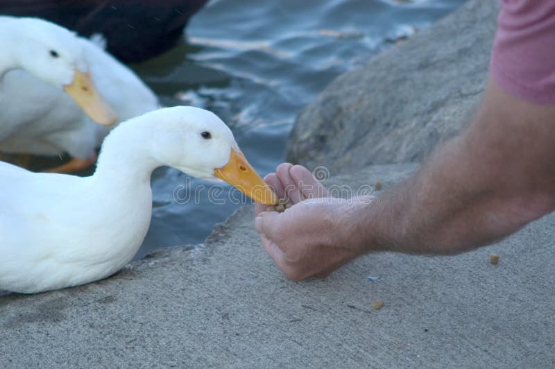 Hand Feeding Picture. Image: 18134