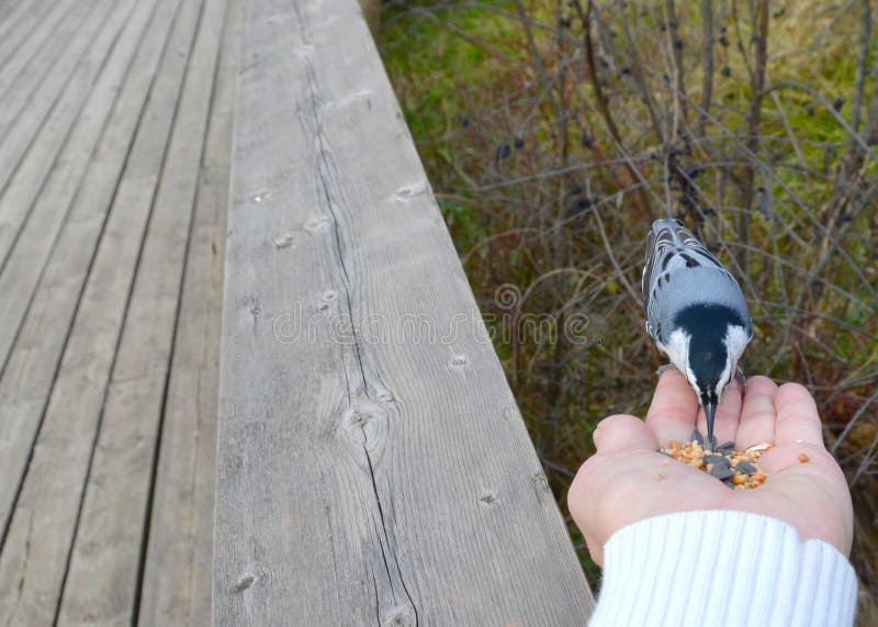 Hand feeding a Blue Jay stock photo. Image of human, nature - 82354006