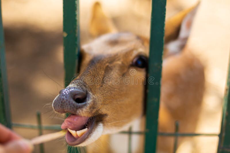 Hand Feeding a Deer through a Grate in a Zoo Stock Image - Image of ...