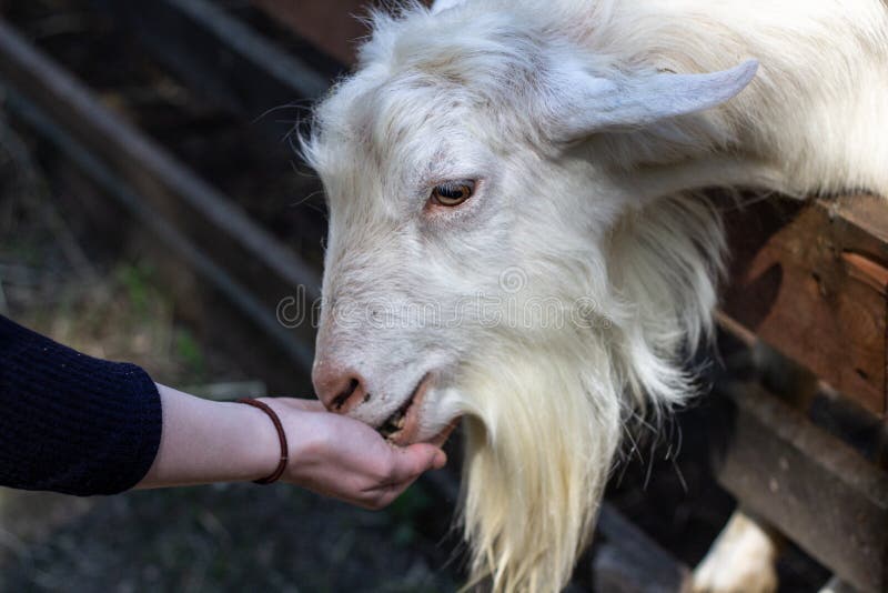 285 Goat Arm Stock Photos - Free & Royalty-Free Stock Photos from ...