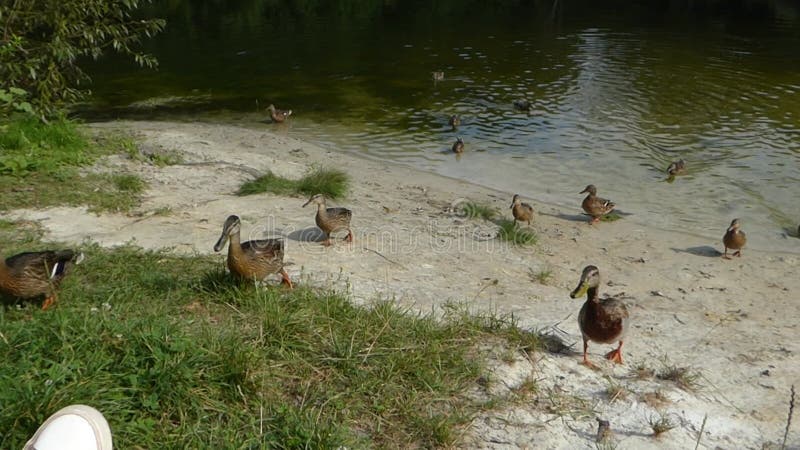 Hand Feeding a Flock of Wild Ducks Stock Video - Video of leisure ...