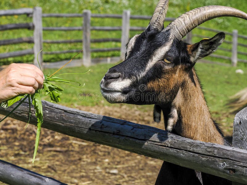 Hand Feeding a Goat with Grass Stock Image - Image of pasture, grass ...