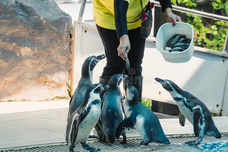 Hand feeding a penguin stock image. Image of patranca - 149241415