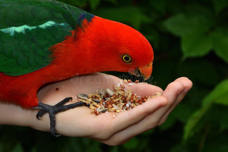 Hand Feeding King Parrot stock photo. Image of detail - 104149416