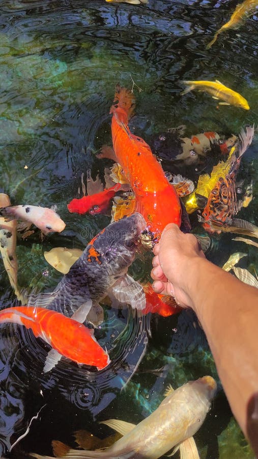 Hand feeding koi fish stock image. Image of hand, nature - 229354801