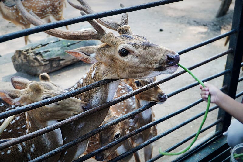Hands Feeding a Spotted Deer with Horns Stock Image - Image of tree ...
