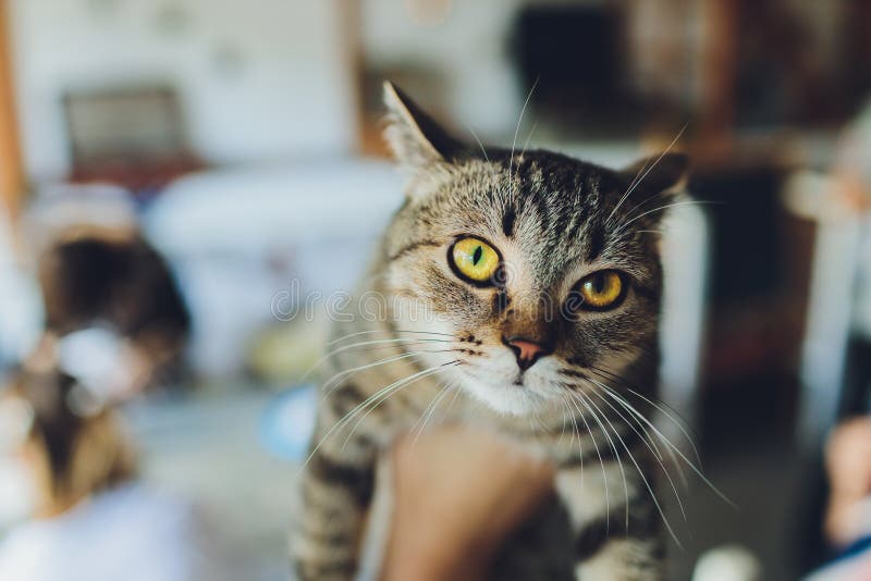 Hand of a Female Holding Bengal Kitten Looking at Camera. Stock Image ...