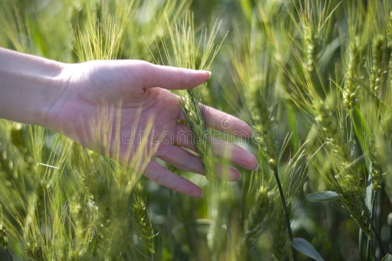 Hand in a field stock image. Image of peaceful, bread - 29595697