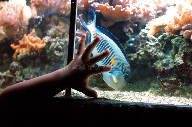 Hand and fish stock image. Image of hand, aquarium, blue - 14144035