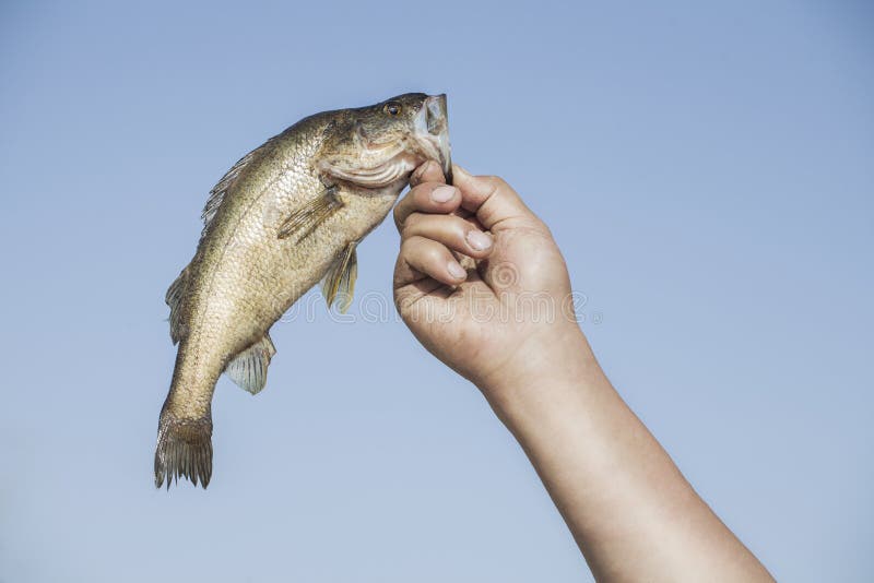 Fish In A Hand Of The Fisher Stock Photo - Image of greens, canine ...