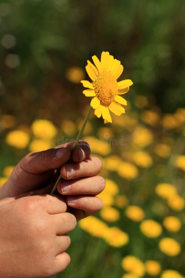 Hand with flower stock photo. Image of agriculture, nature - 10228236