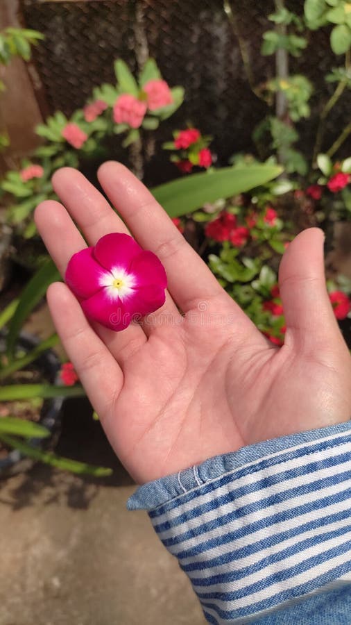 Hand and flower stock image. Image of leaf, plant, yellow - 227485569