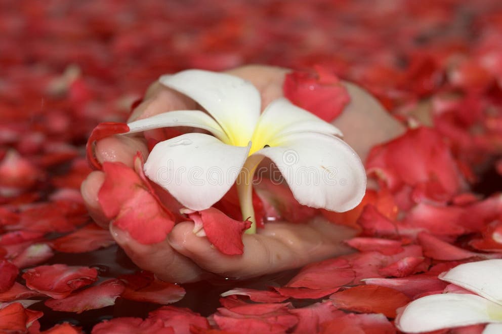 Hand with flower stock image. Image of orchids, aromotheraphy - 763935