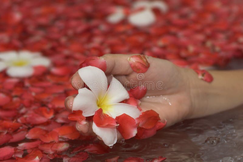 Spa flower bath stock photo. Image of massage, natural - 709278