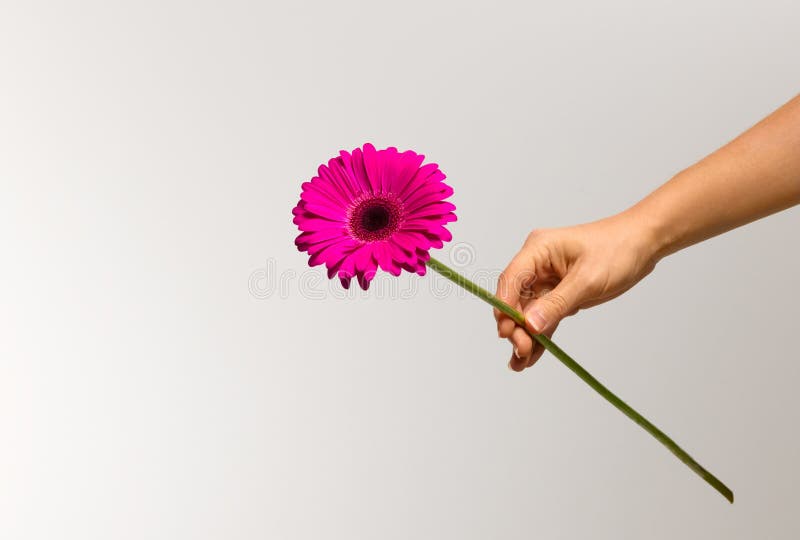 Hand with flower stock image. Image of nature, beauty - 8312053