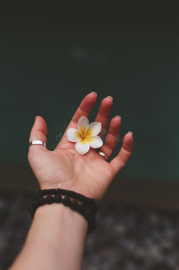 Hand with flower stock image. Image of summer, ocean - 147998885