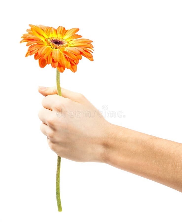 Hand with a Flower on White Background Stock Photo - Image of ...