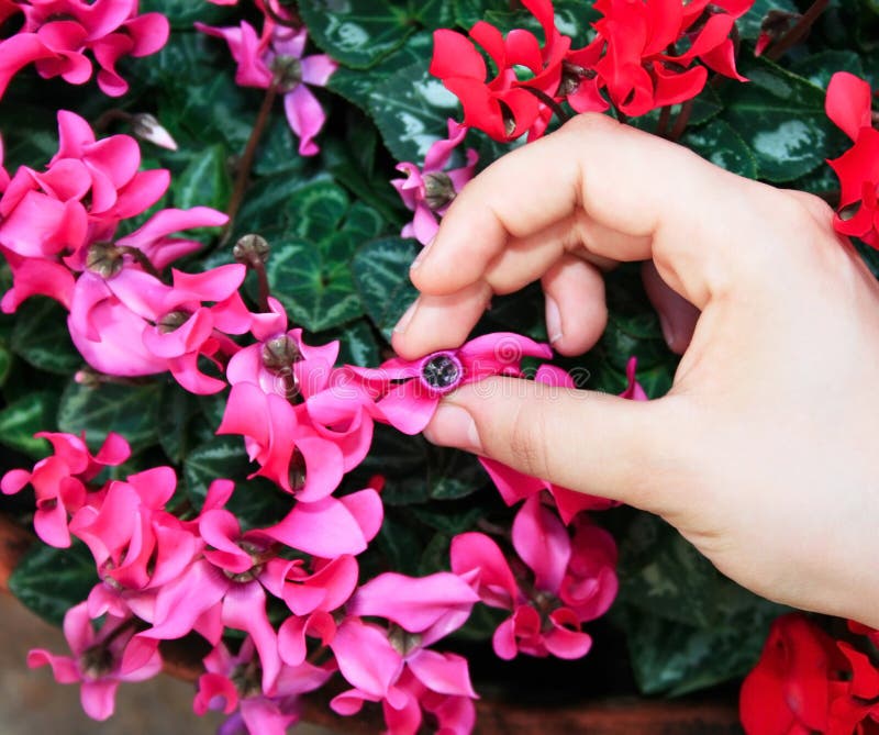 Hand and flowers stock photo. Image of gardening, blossom - 12301300