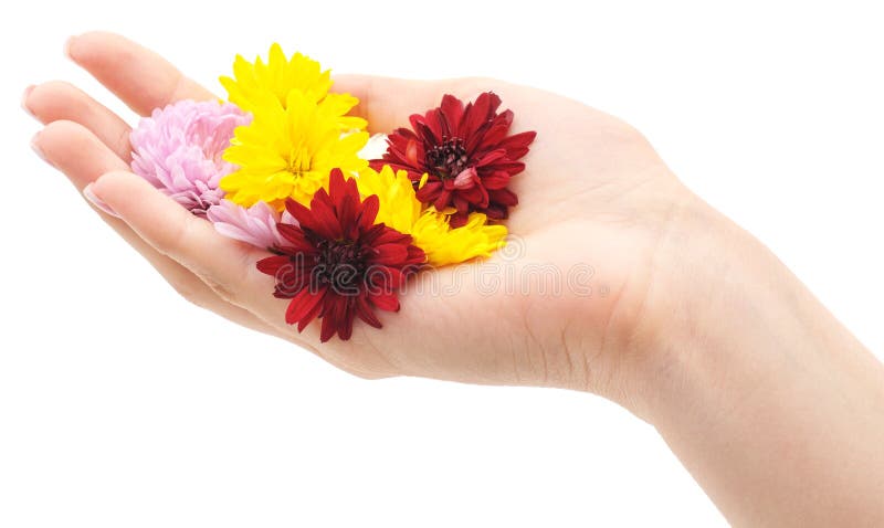 Hand with flowers stock image. Image of greeting, bunch - 34958539