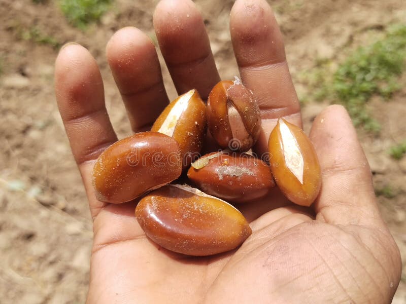Hand and food stock image. Image of tree, cuisine, hand - 223482439