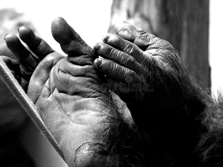 1,369 Monkey Foot Stock Photos - Free & Royalty-Free Stock Photos from ...