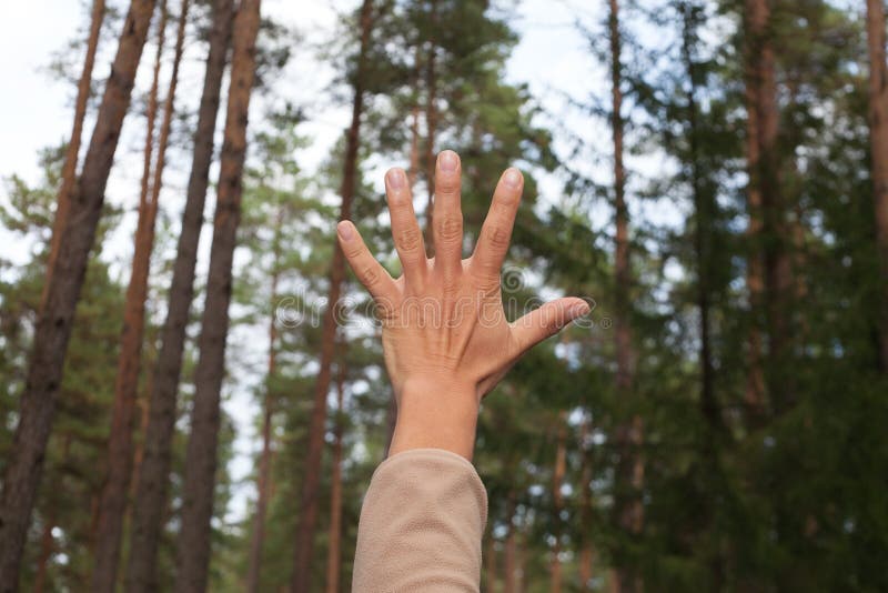 Hand and forest. stock image. Image of nature, person - 26634401