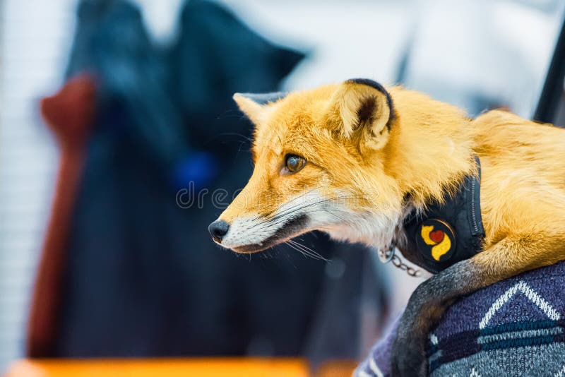 Hand Fox. Man Holds a Fox on His Shoulder Stock Image - Image of animal ...