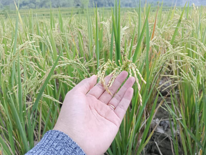 Hand on the Frame is Holding Rice in the Rice Fields Stock Image ...