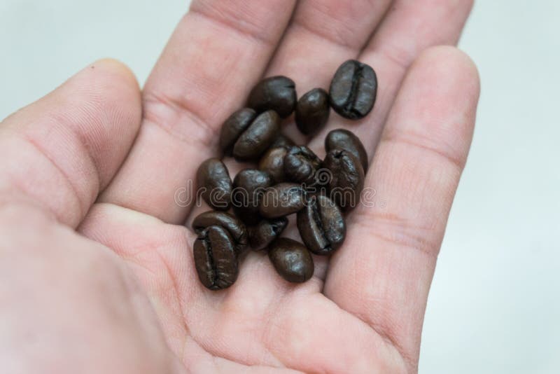 Hand with Fresh Roasted Coffee Beans Stock Image - Image of closeup ...