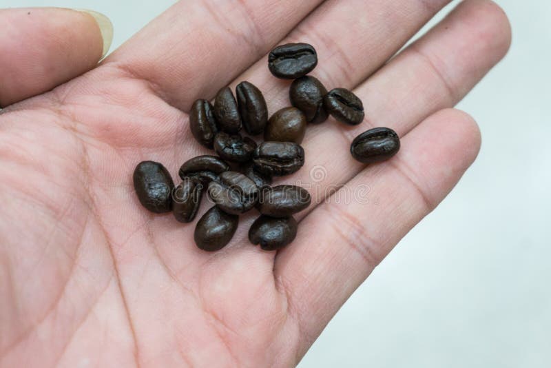 Hand with Fresh Roasted Coffee Beans Stock Image - Image of design ...
