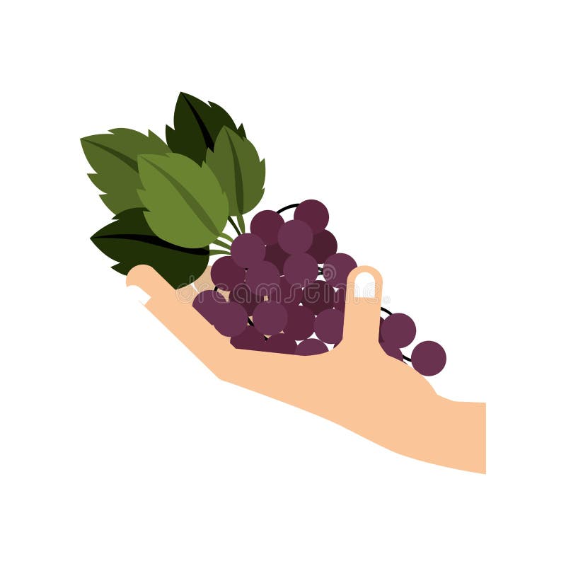 Hand with fruit stock illustration. Illustration of cook - 85315949