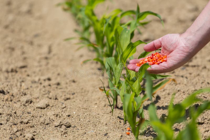 Hand with corn seeds stock photo. Image of give, macro - 17823754