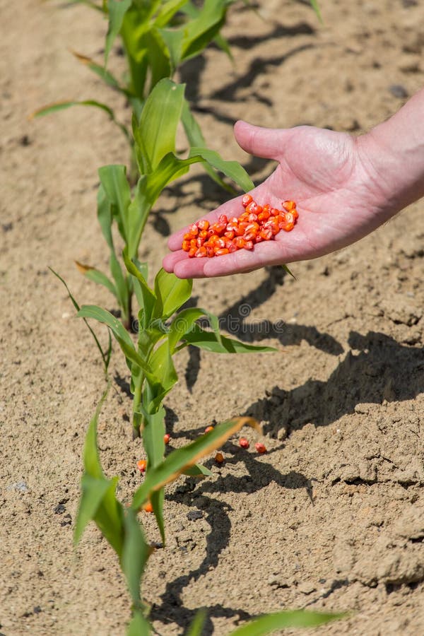 Hand full of corn seeds stock photo. Image of horticulture - 54824852